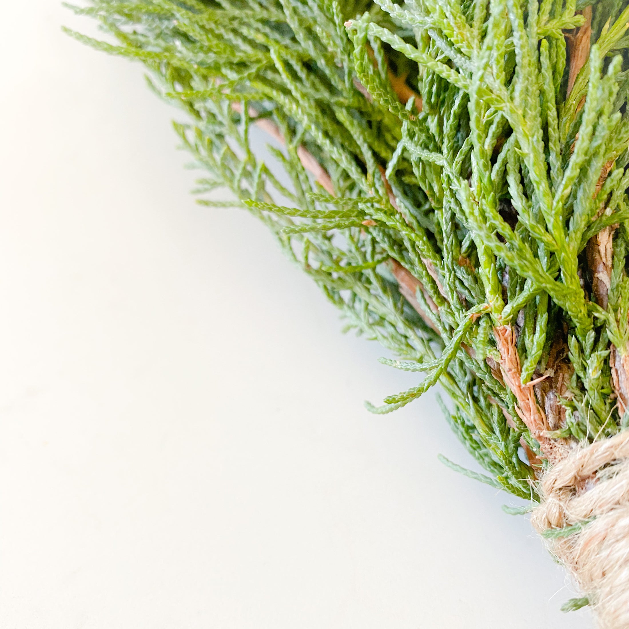 Juniper Bundle – BelleStyle